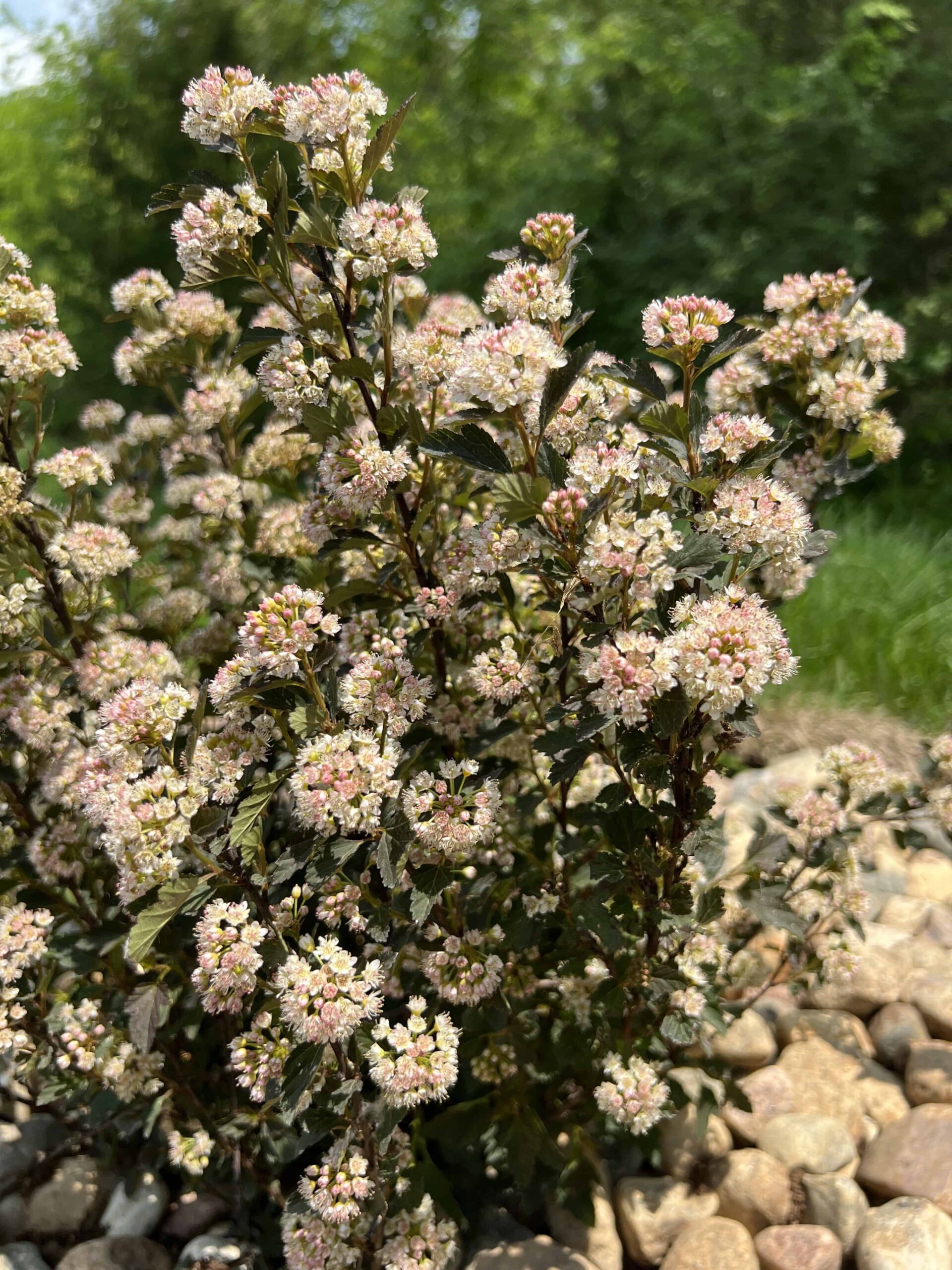 Showcase - The Shamrock Ranch - Blue Sparrow Lawn and Landscape