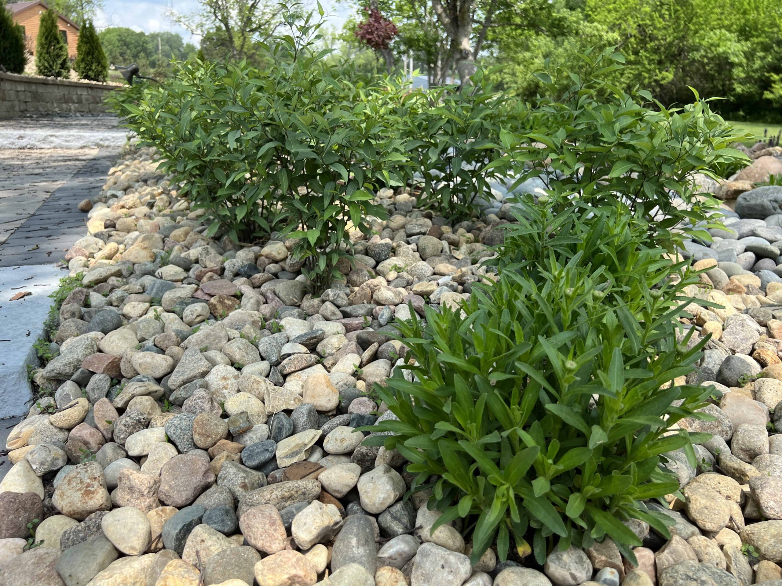 Showcase - The Shamrock Ranch - Blue Sparrow Lawn and Landscape