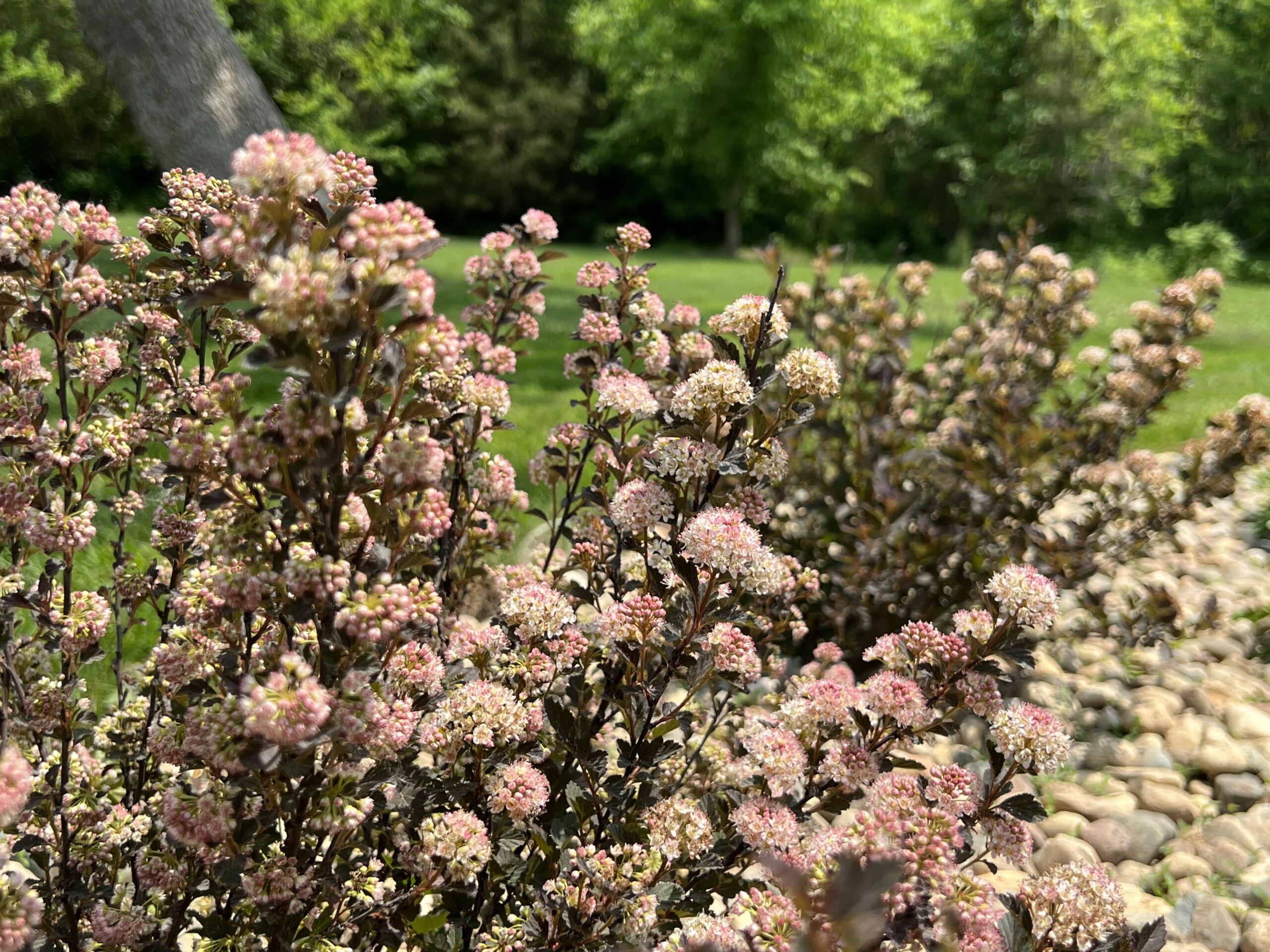 Showcase - The Shamrock Ranch - Blue Sparrow Lawn and Landscape