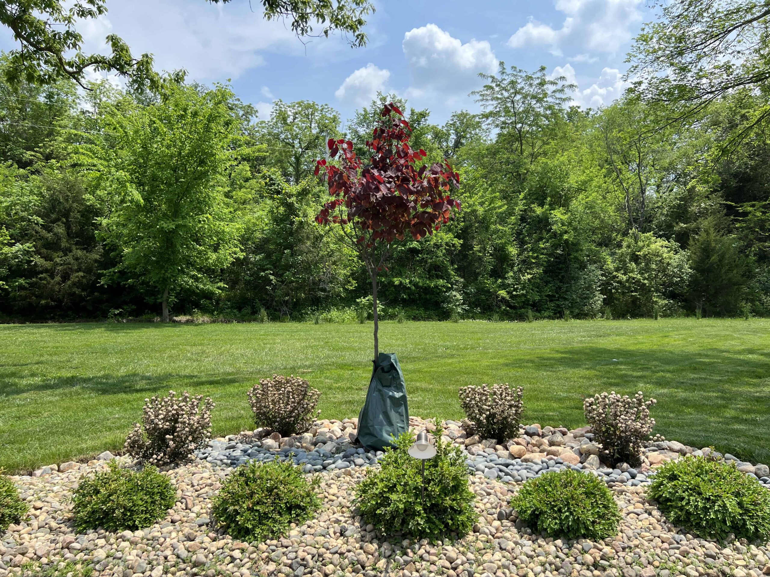 Showcase - The Shamrock Ranch - Blue Sparrow Lawn and Landscape