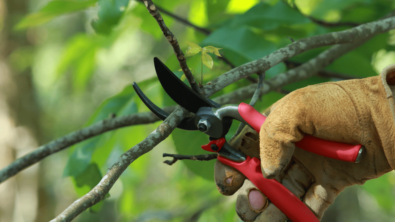 Spring Pruning: Essential Tips for a Thriving Garden
