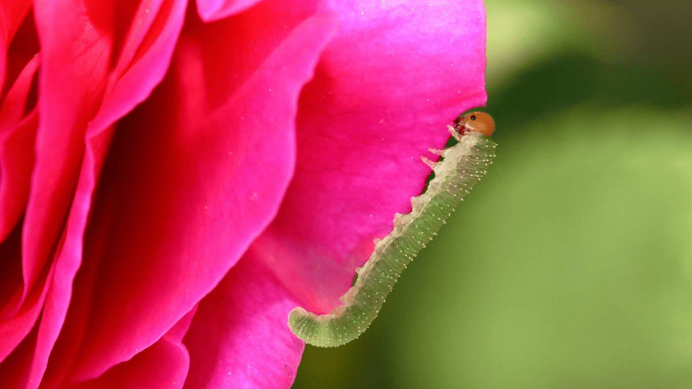 Rose Sawfly Life Cycle