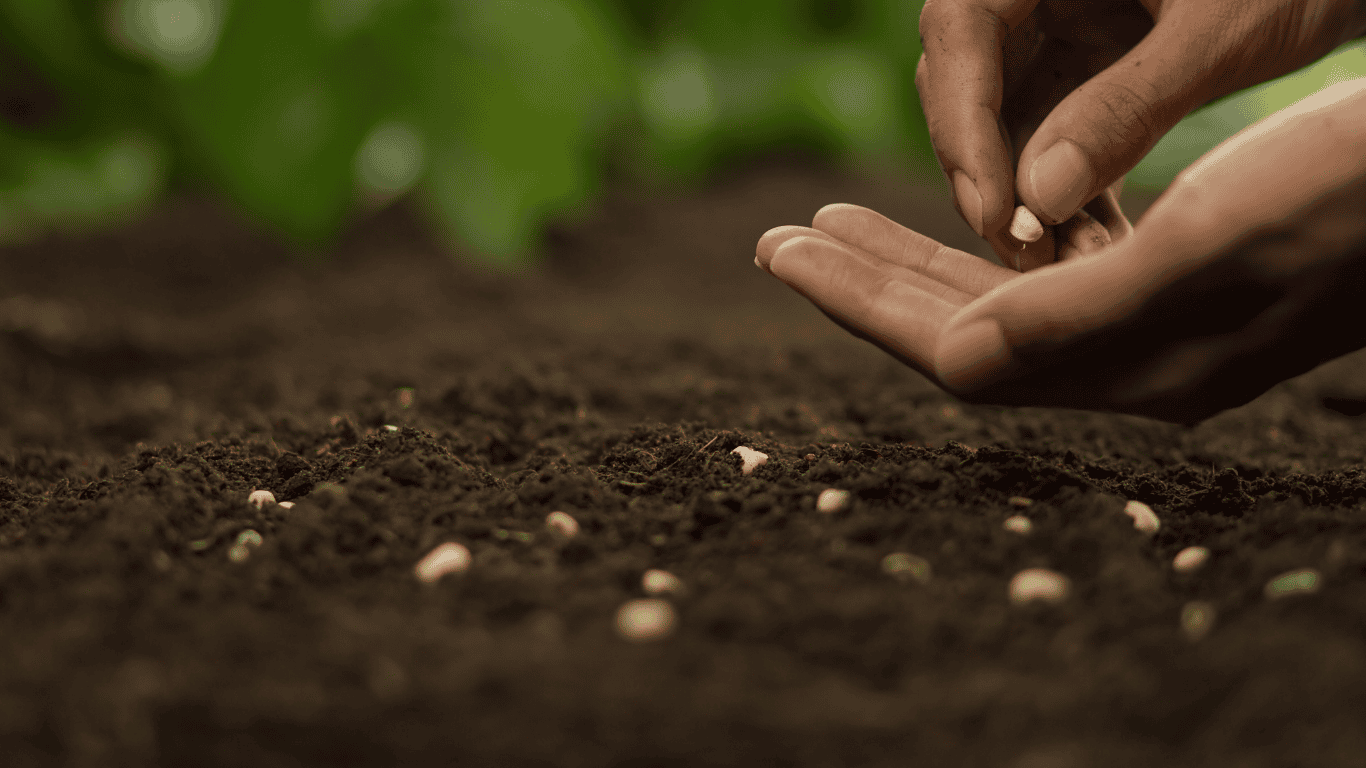 Snow Seeding (Dormant Seeding): What It Is, How It Works, and Why We ...